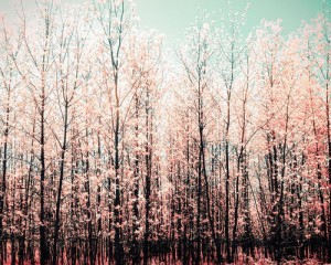 pastel-trees - Panda's House